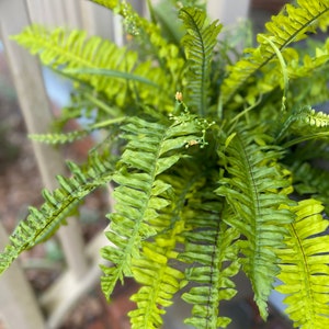 Urn Filler for Spring Faux Fern Plant Boston Fern Spring - Etsy