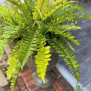 Urn Filler for Spring, Faux Fern Plant, Boston Fern, Spring Front Porch ...