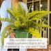 Urn Filler for Spring, Faux Fern Plant, Boston Fern, Spring Front Porch ...