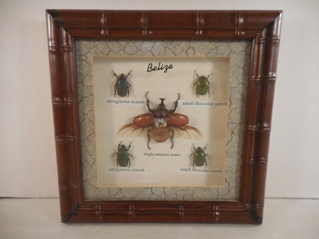 Belize Insect Scarab Beetle Taxidermy Picture Frame Display With Bamboo ...