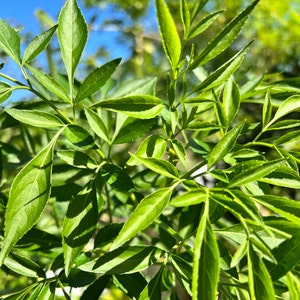 3 Cuttings Elderberry, Florida Native sambucus Canadensis - Etsy
