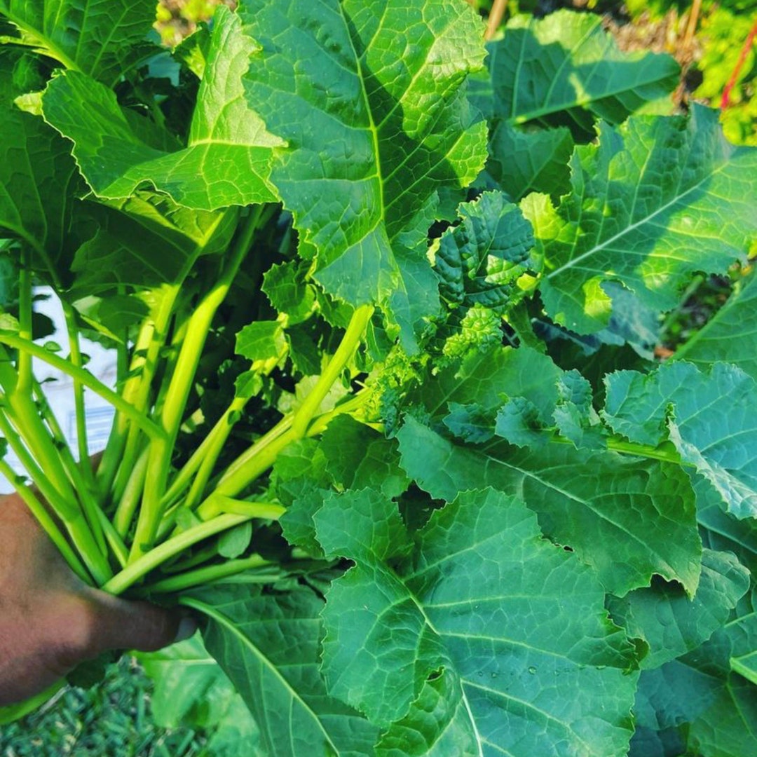 Organic 80 Ethiopian Kale Seeds (abyssinian Mustard) - Etsy