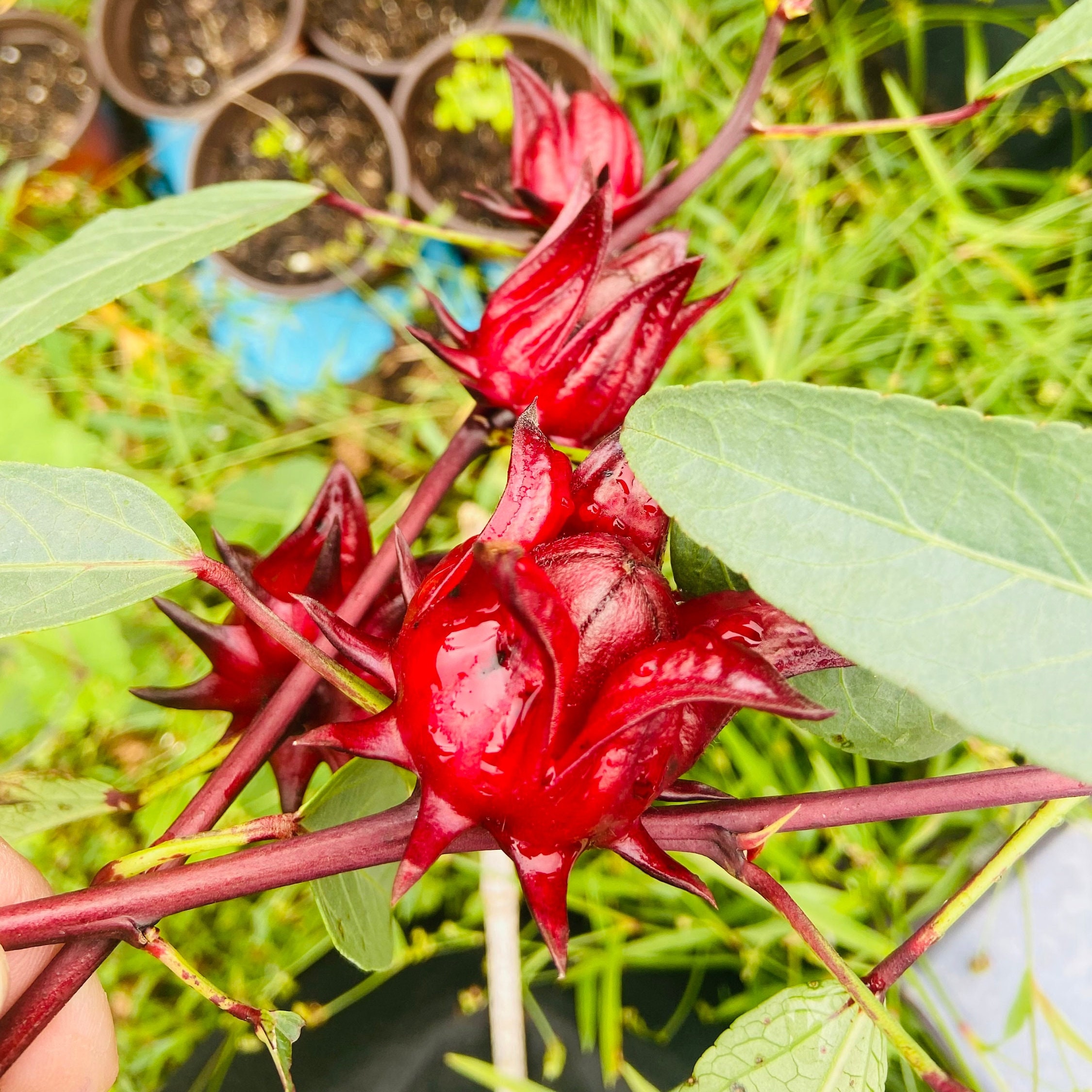 40 Seeds Roselle-jamaican Sorrel Seeds hibiscus Sabdariffa - Etsy