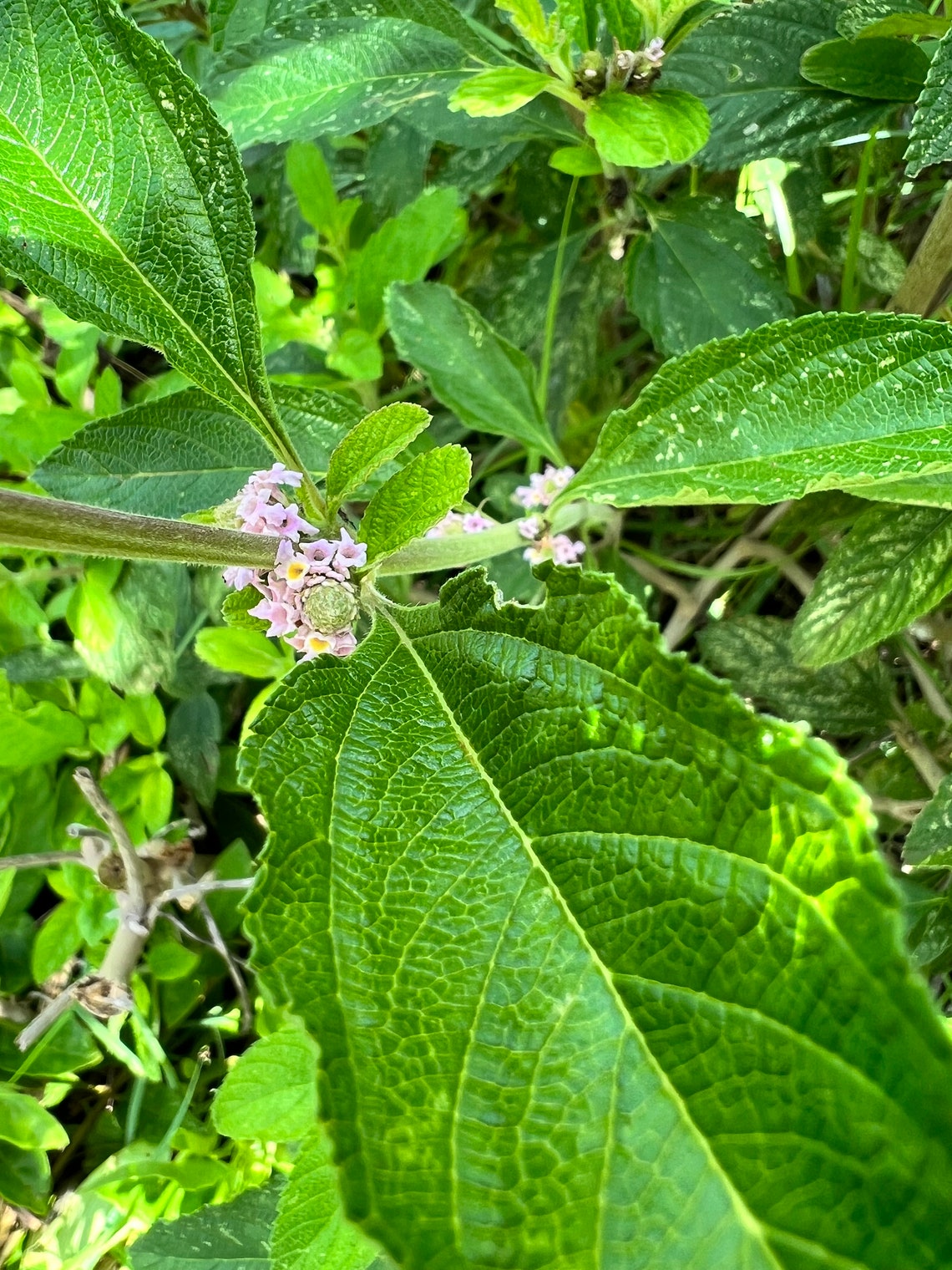 Lippia Alba Oaxaca Lemon Verbena 4 Cuttings ( NOT Rooted)juanilama - Etsy