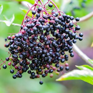 3 Cuttings Elderberry, Florida Native sambucus Canadensis - Etsy