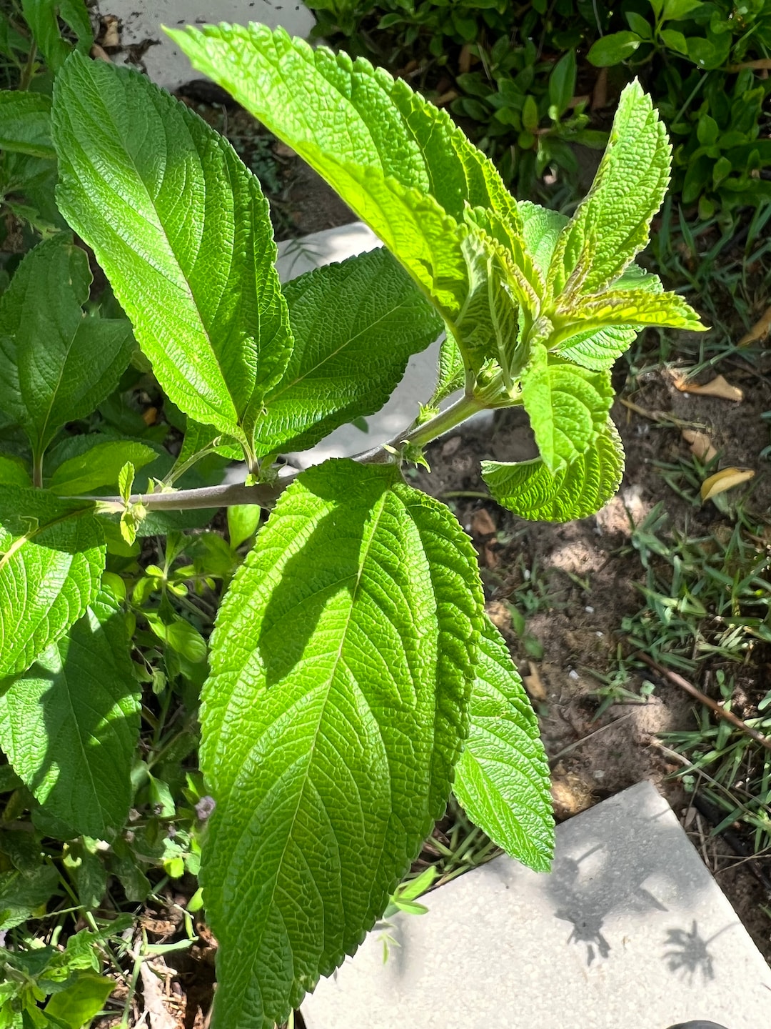 Lippia Alba Oaxaca Lemon Verbena 4 Cuttings ( NOT Rooted)juanilama - Etsy