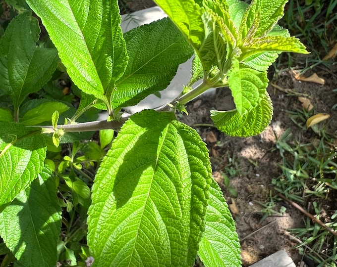 Pitiona (lippia Alba) - Etsy