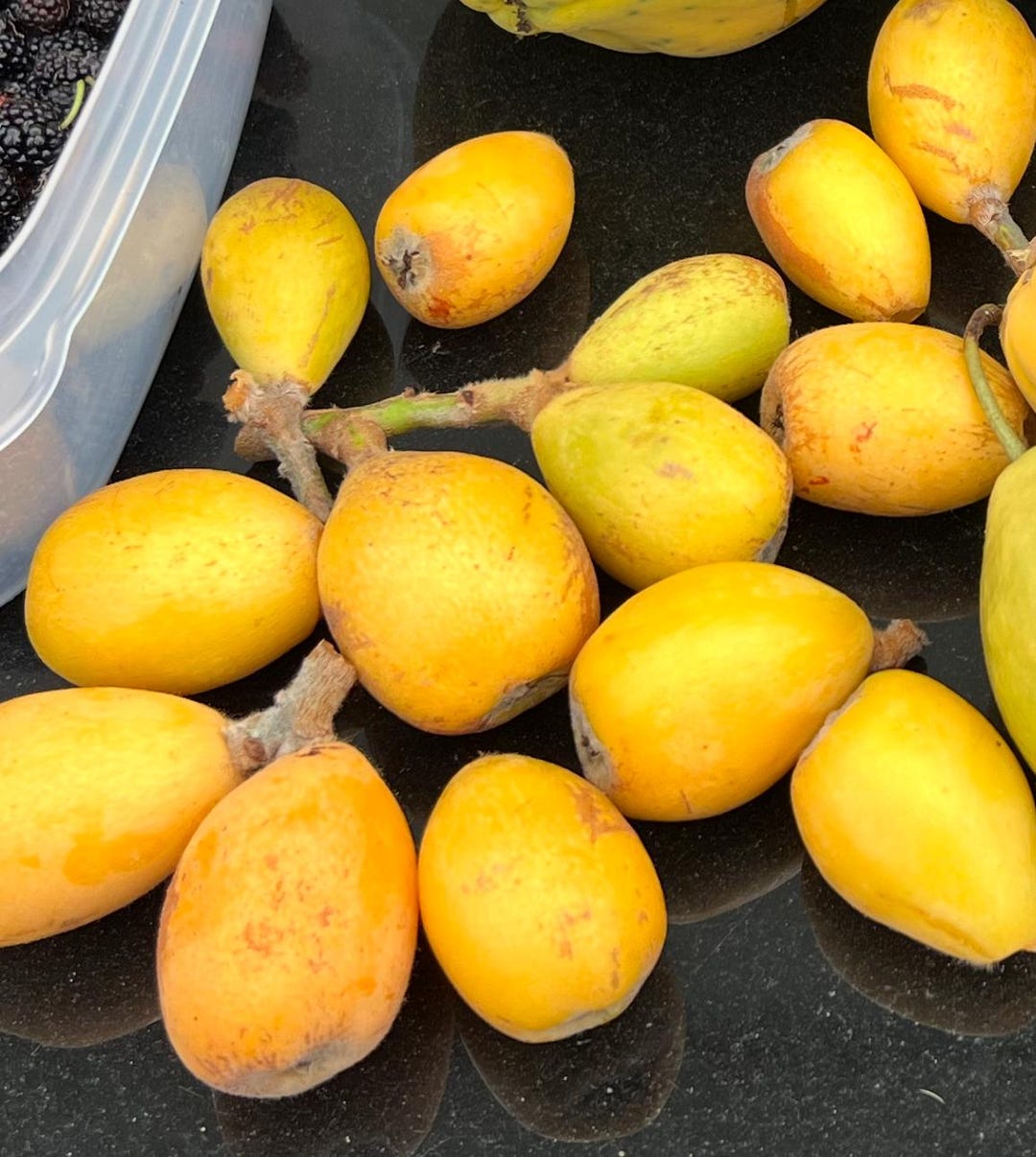 Loquat Tree Seedlings for Sale – Grow Your Own Sweet, Juicy Fruit! - Etsy