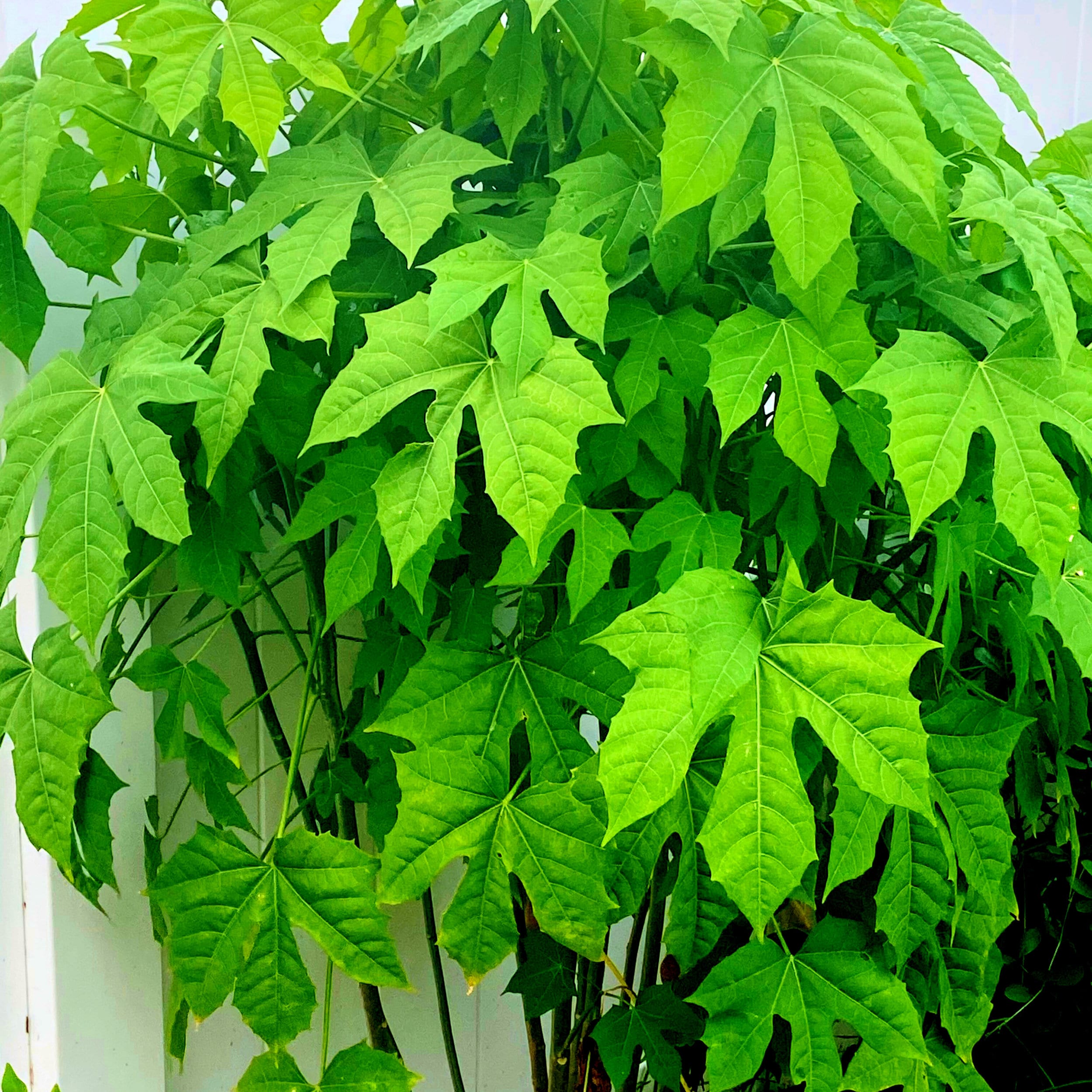 Chaya Tree Spinach: 5 Fresh Stem Cuttings (not Rooted) - Etsy