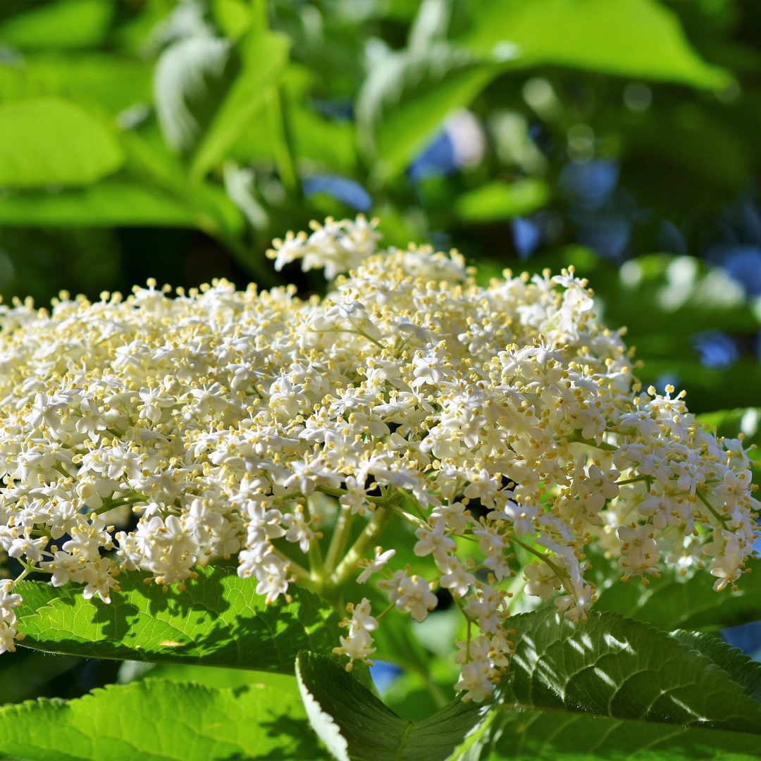 3 Cuttings Elderberry, Florida Native sambucus Canadensis - Etsy