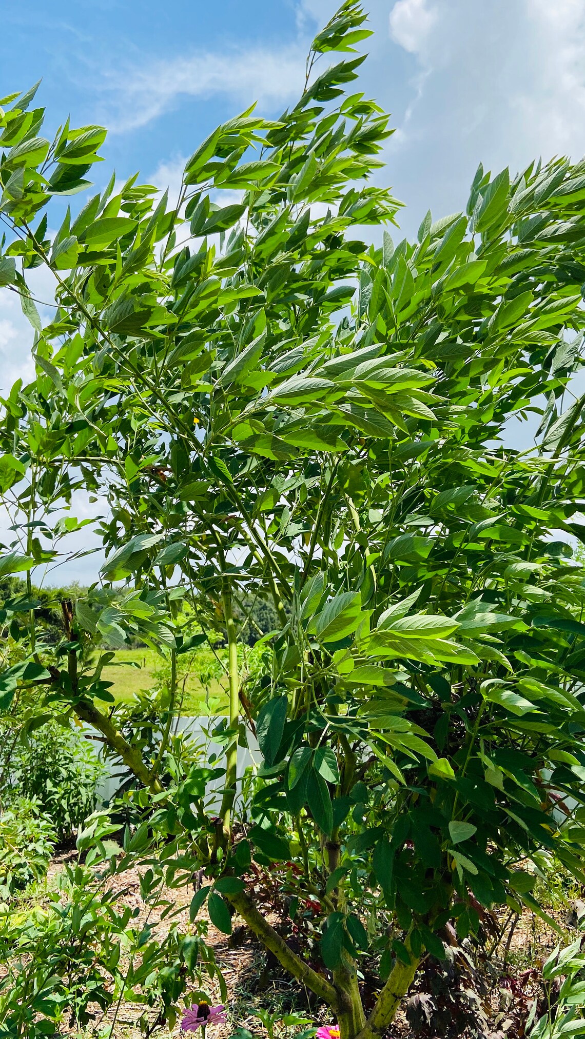 Pigeon Peas Cajanus cajan Gungo Peas 30 seeds Organically | Etsy