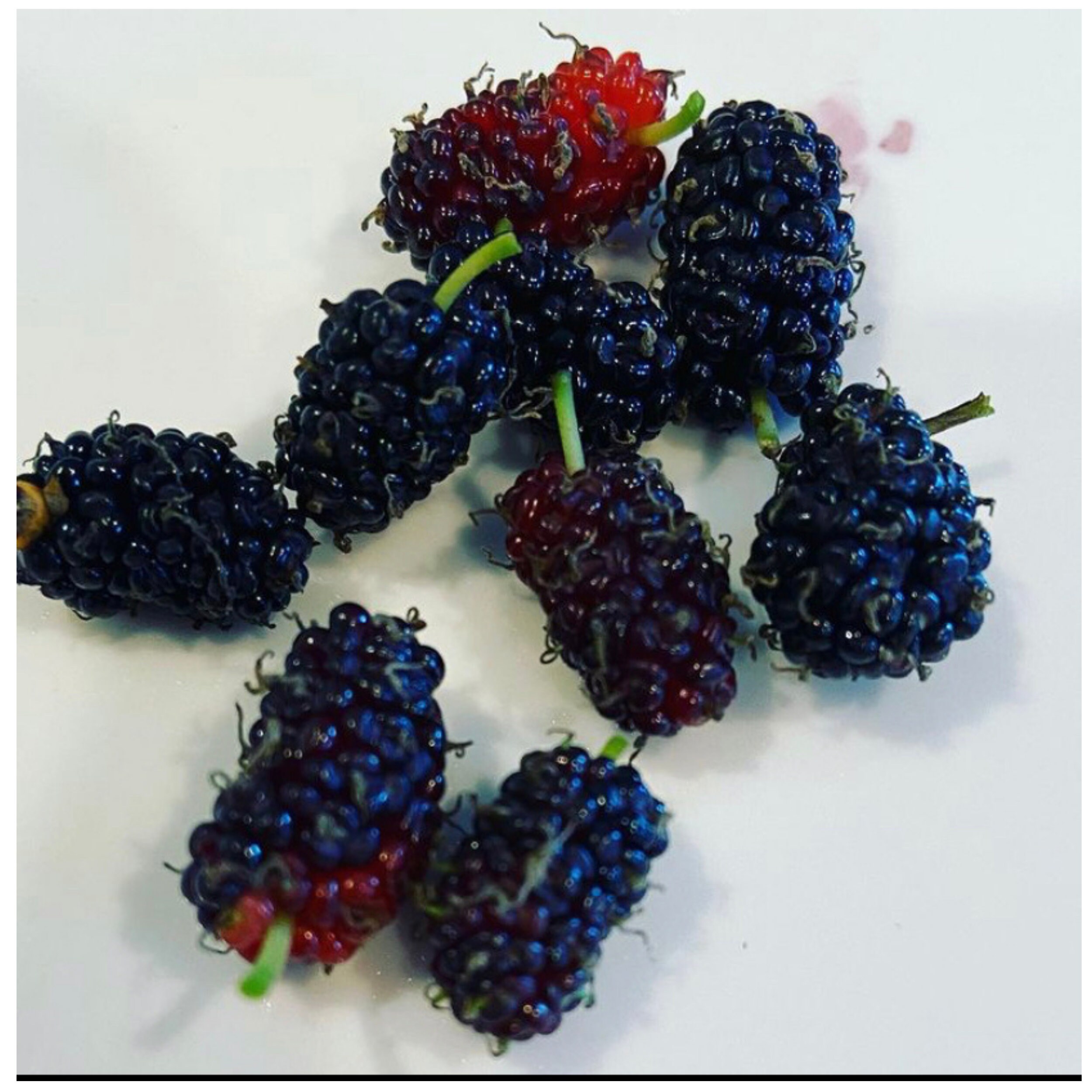 4 Dwarf Everbearing Black Mulberry Tree Morus nigra Cuttings . | Etsy