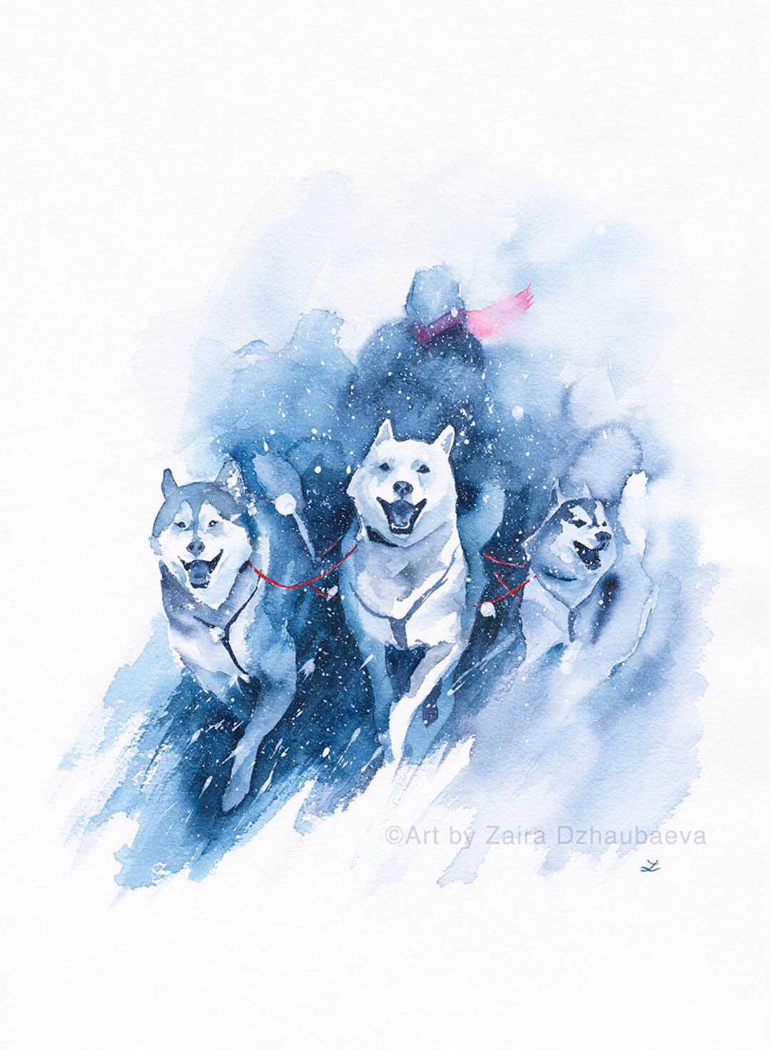 Sled Dogs Print Siberian Husky Mush Mushing Musher Dog Sport Samoyed ...