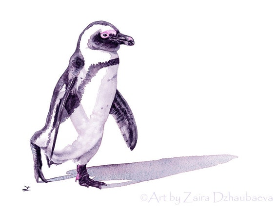 Cute African Penguin