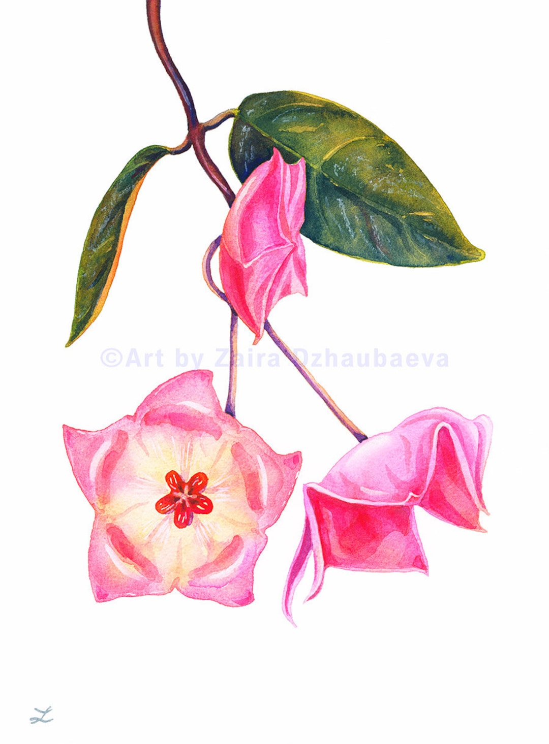 Hoya Patella Pink Original Watercolor Painting Hoya Art Flowers Floral ...