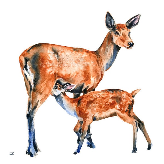Doe And Fawn Deer Drawing