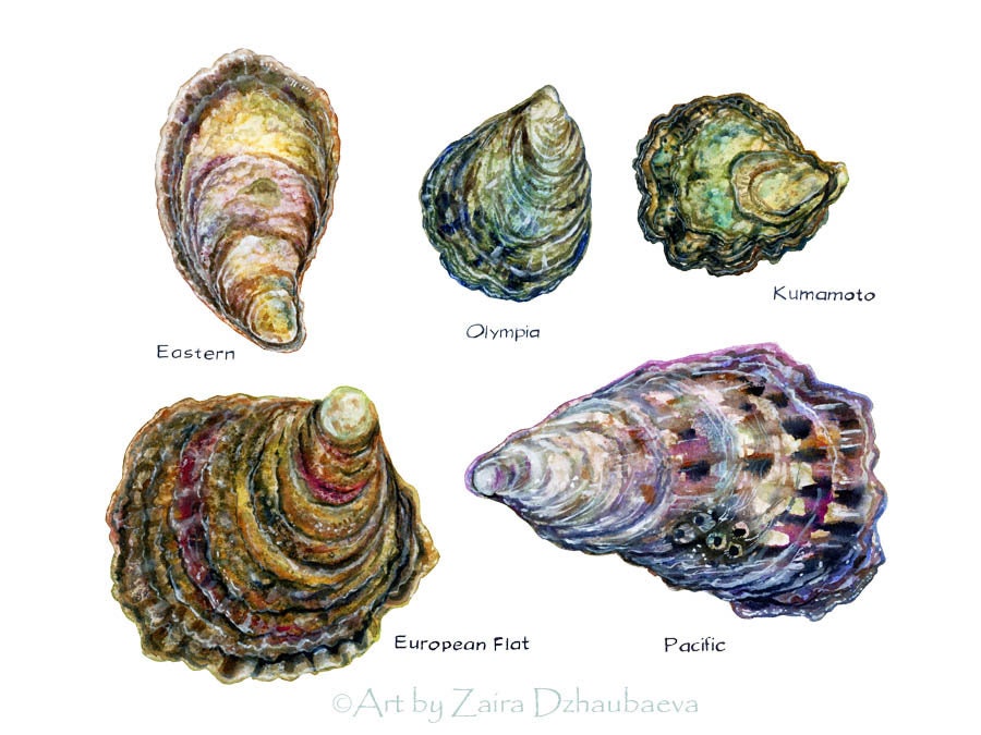 Oyster Types Art Print Oysters Seafood Shellfish Kitchen Decor - Etsy