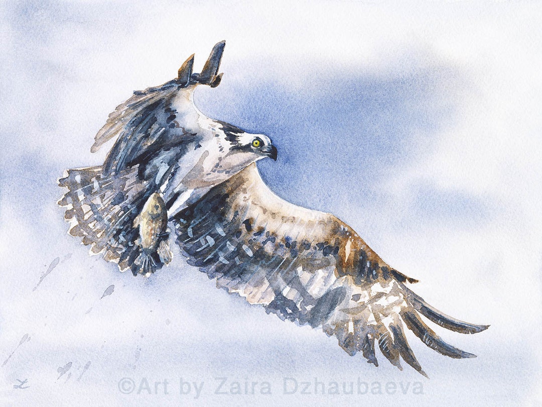 Sea Hawk Original Watercolor Painting Flying Osprey Fish Hawk Bird of ...
