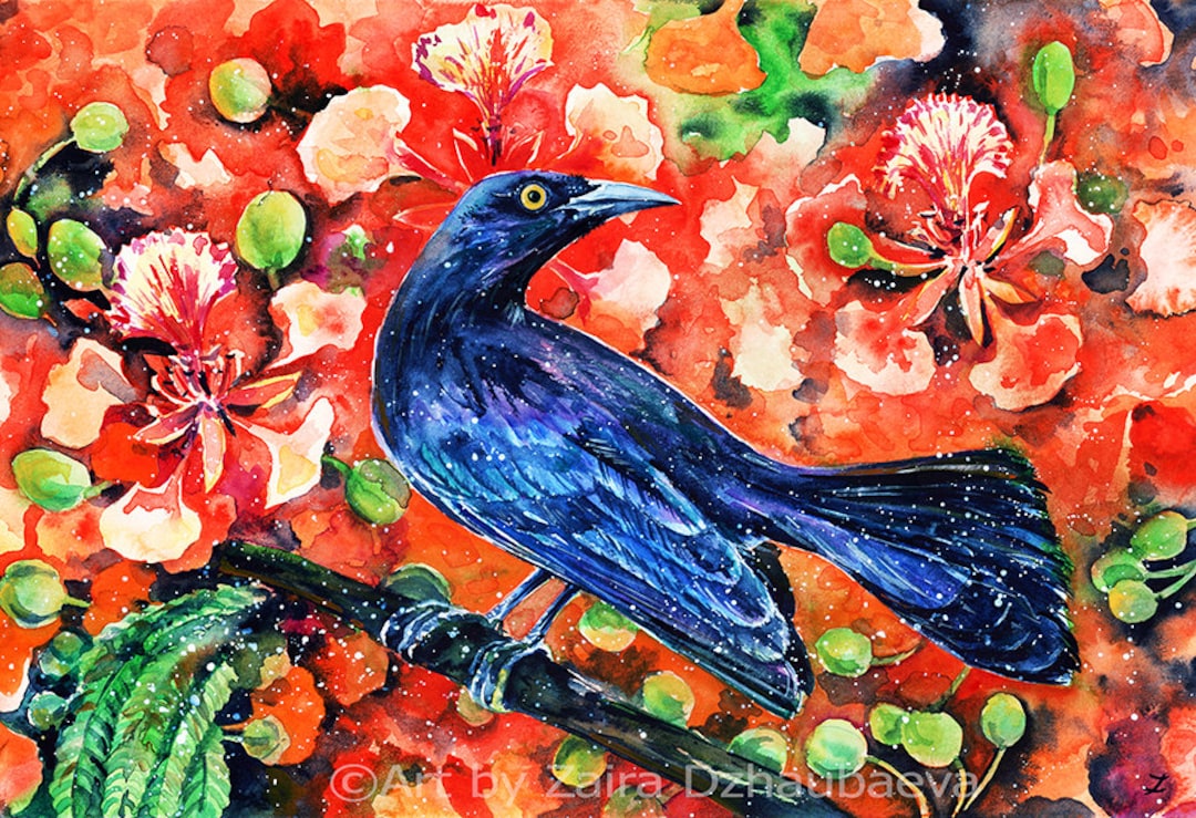 Chango Bird on Flamboyant Tree Art Print Puerto Rico Black Grackle Bird ...
