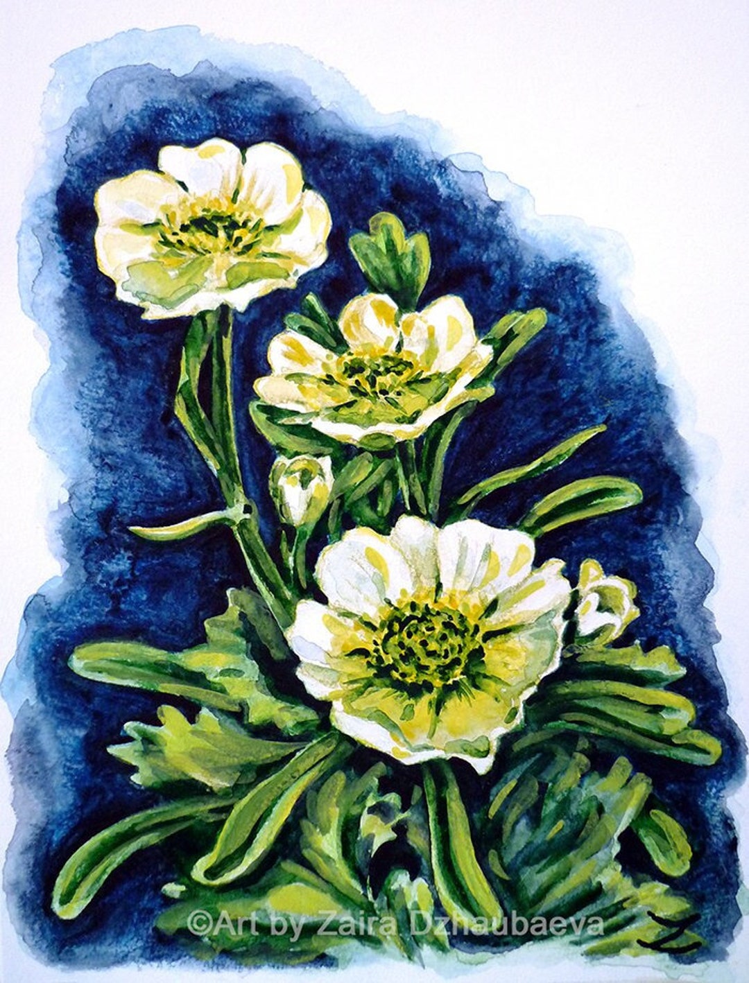 Alpine Ranunculus Buttercups Original Watercolor Painting White Green ...