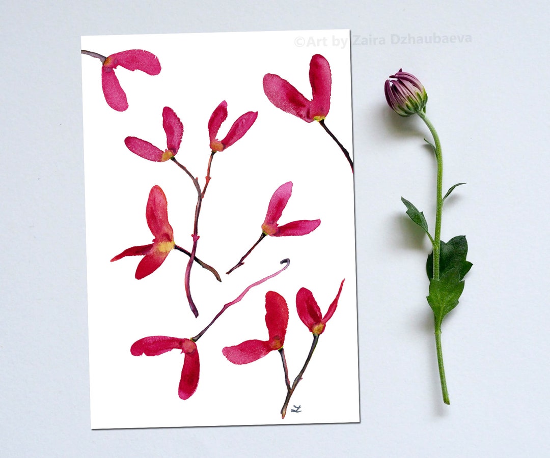 Japanese Red Maple Seeds Samaras Art Print Twisters Wall Art Winged ...