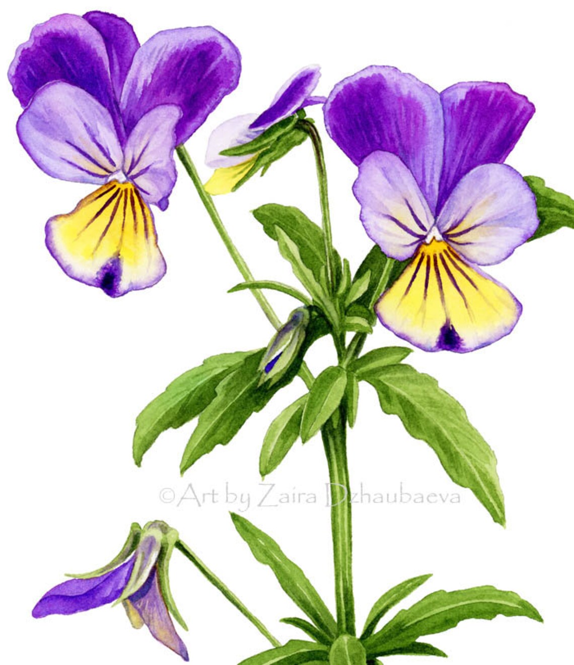 Wild Pansies Wall Art Print Watercolor Botanical Illustration Violas ...