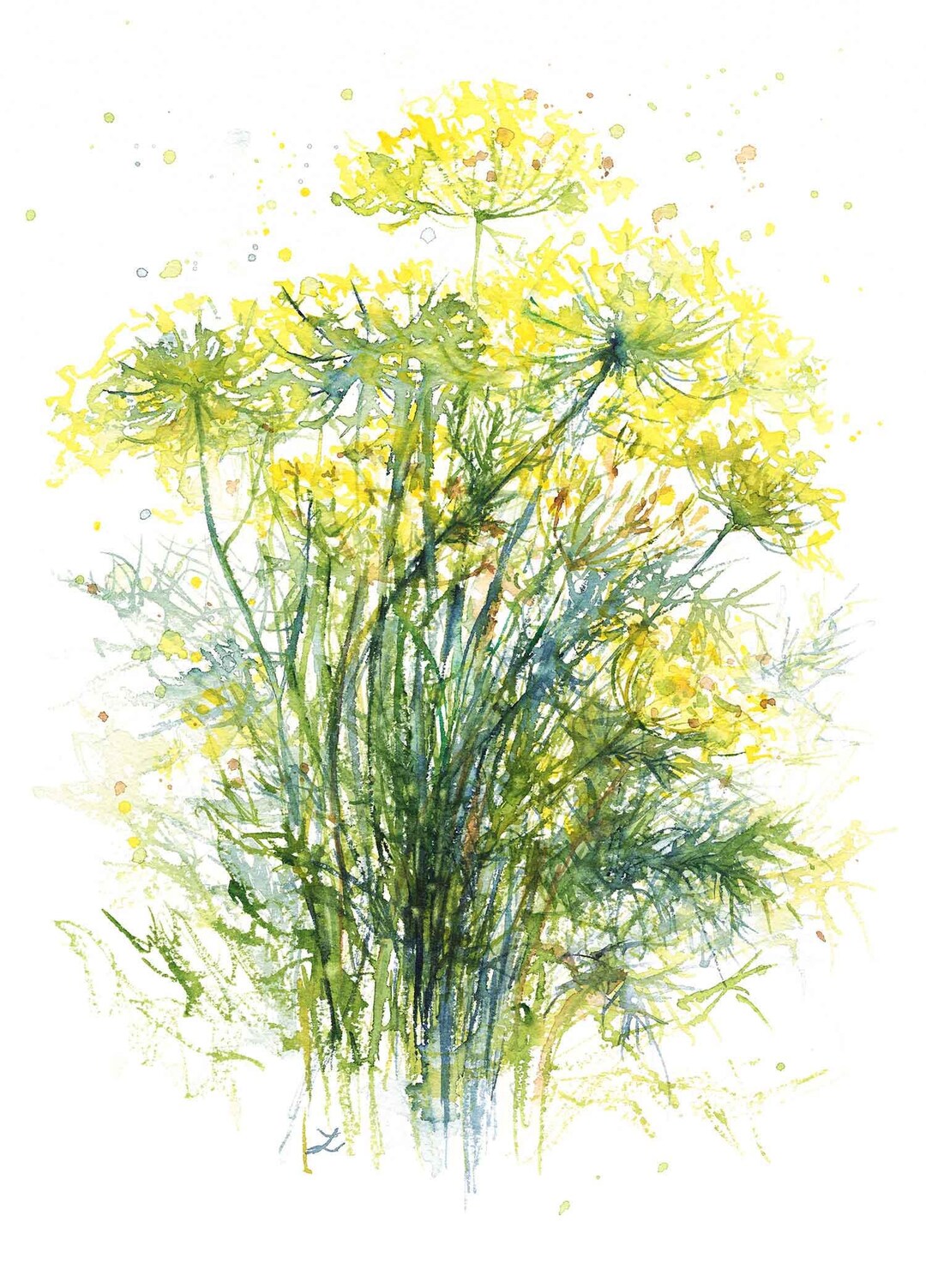 Dill Flowers Original Watercolor Painting Botanical Wall Art Herbs ...