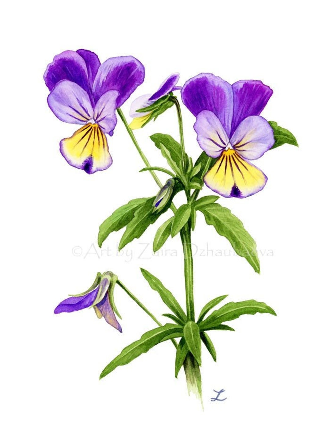 Wild Pansies Wall Art Print Watercolor Botanical Illustration Violas ...