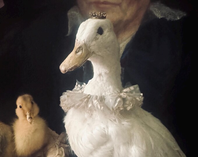 Stunning White Taxidermy White Little Duck,christmas Duck Brocante ...