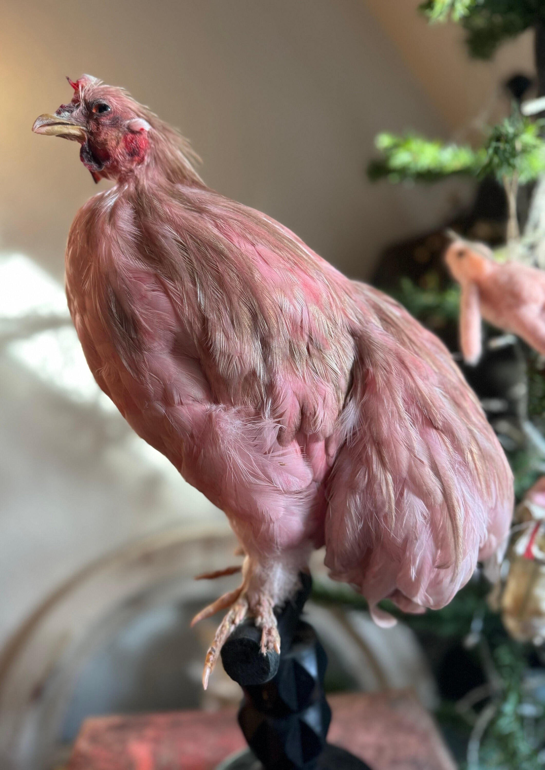 Wonderful Taxidermy Rosee Vintage Chicken, Absolutely Rare, Brocante ...