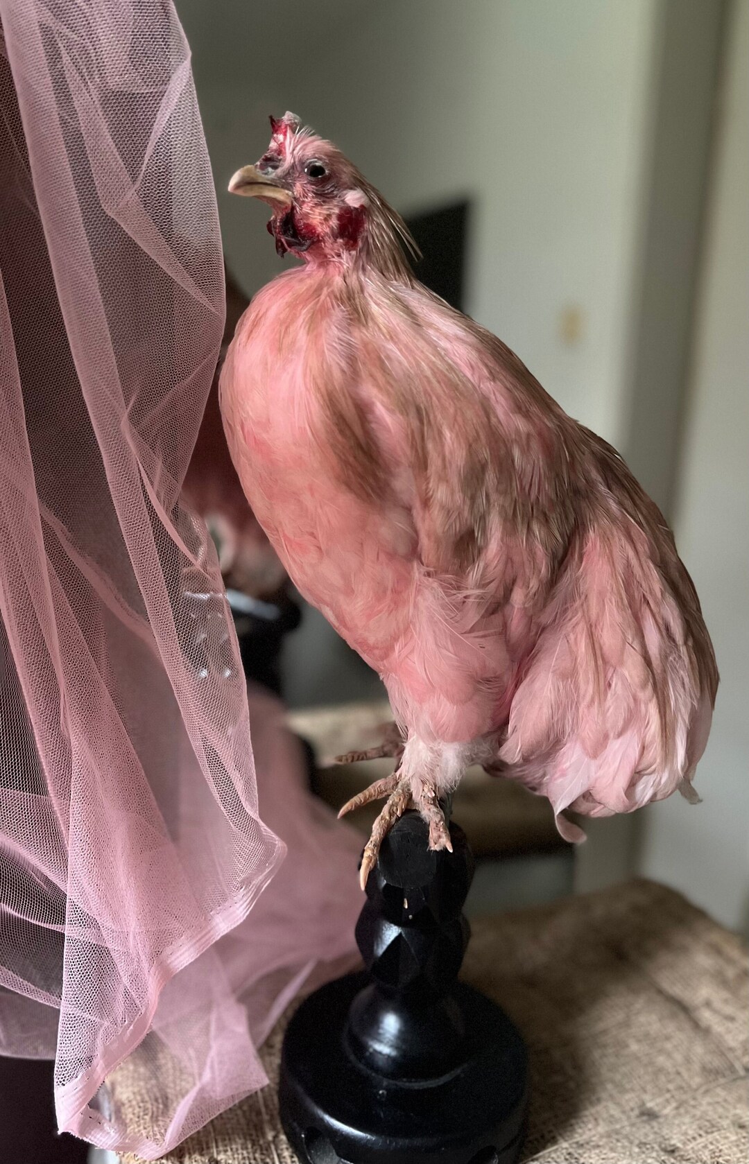 Wonderful Taxidermy Rosee Vintage Chicken, Absolutely Rare, Brocante ...