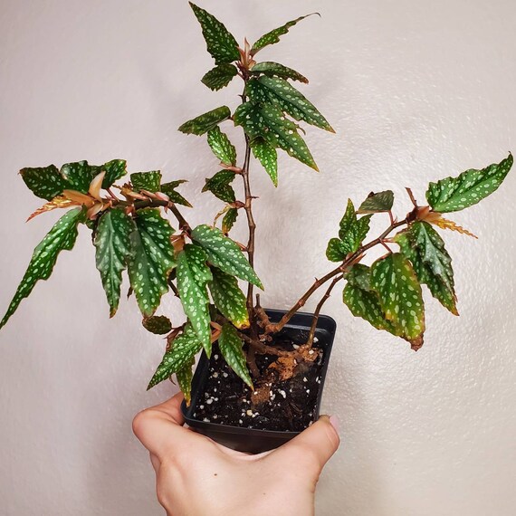 Begonia Medora Trout Leaf Begonia Anglewing Begonia | Etsy