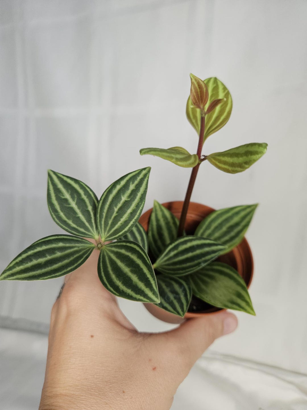 Parallel Peperomia Plant - Peperomia Puteolata - Starter Plant - Etsy