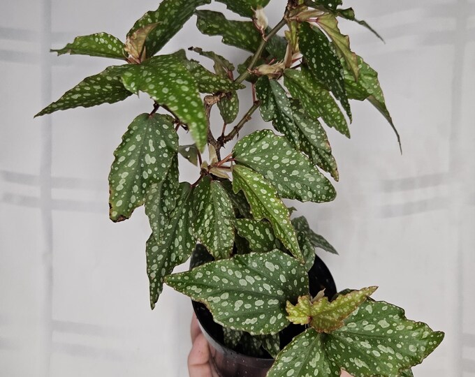 Begonia Medora - Trout Leaf Begonia - Anglewing Begonia - Polka Dot ...