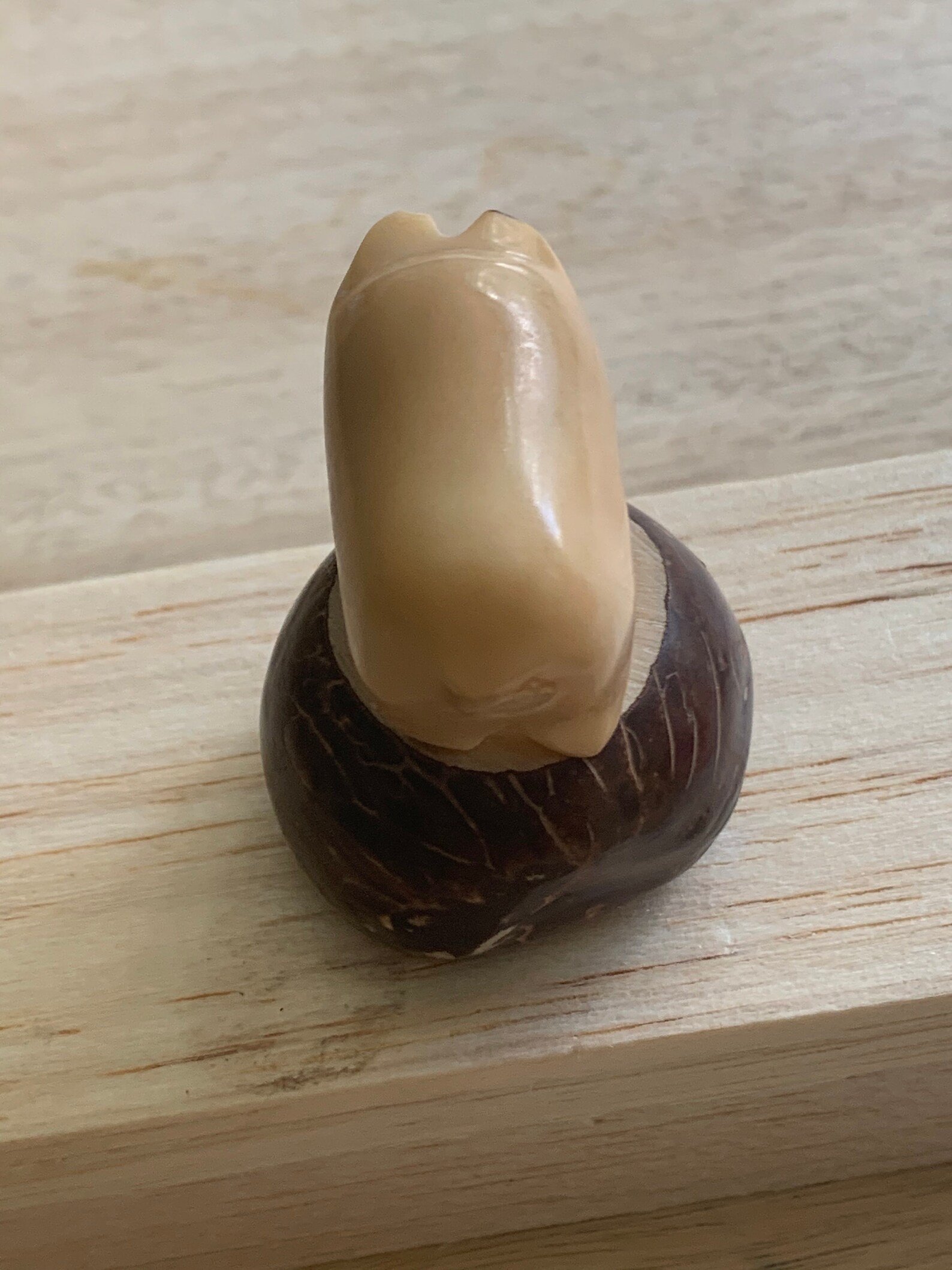 Escultura de nuez de tagua de cerdo marfil vegetal Ecuador | Etsy