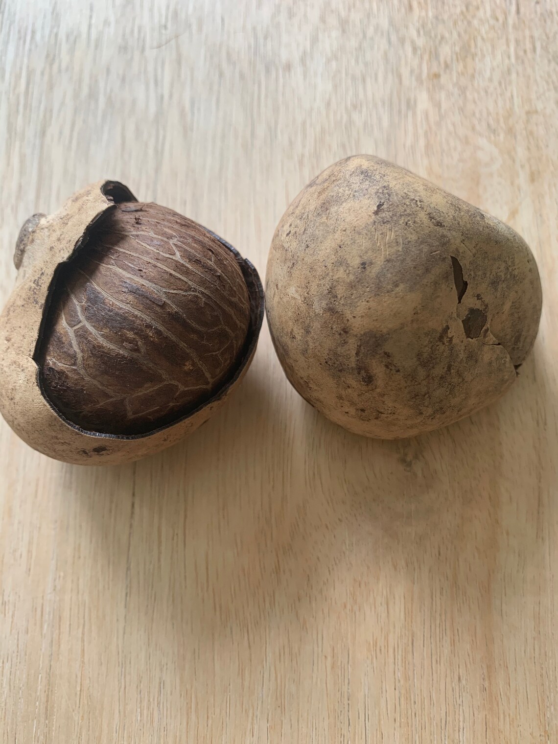 Escultura de nuez de tagua de cerdo marfil vegetal Ecuador | Etsy