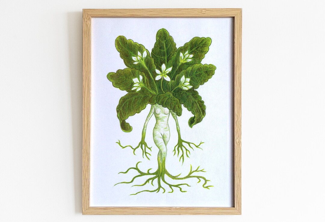 White Mandrake Art Print - Etsy