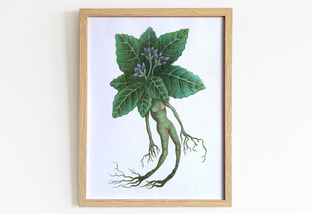Brown Mandrake | Art Print - Etsy