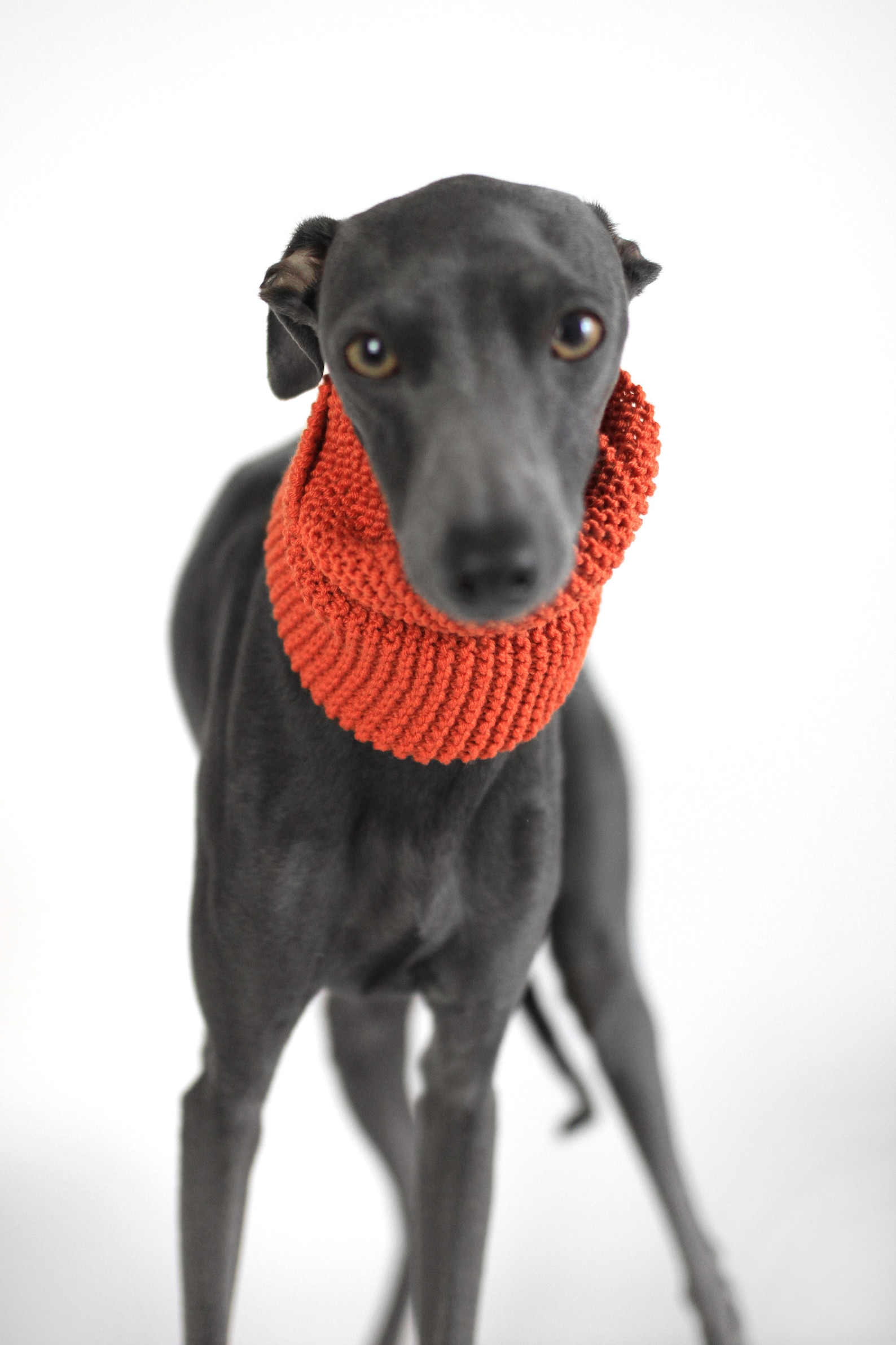 Hand Knitted Snood for Italian Greyhounds & Whippets | Cinnamon - Etsy