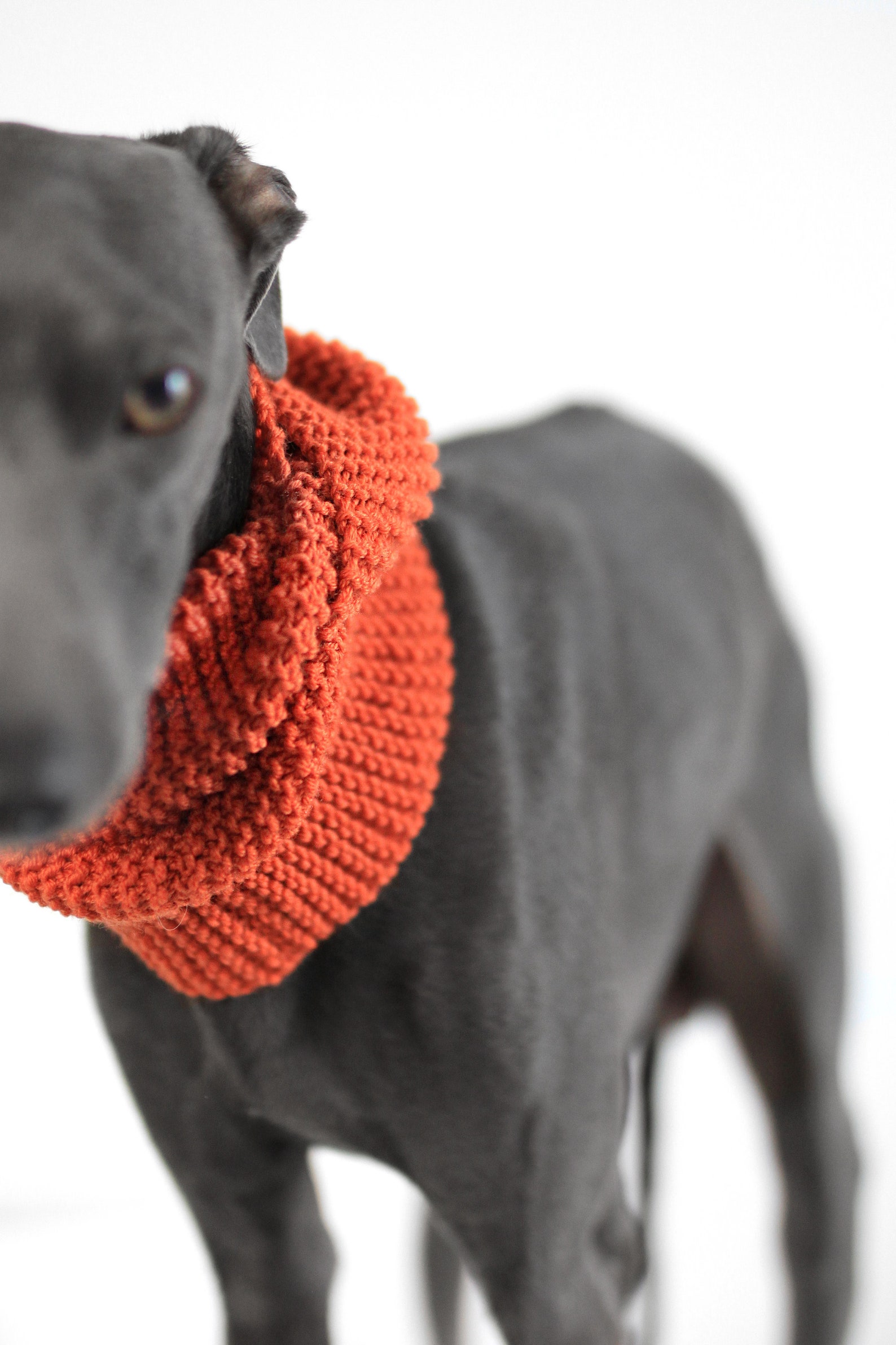 Hand Knitted Snood for Italian Greyhounds & Whippets | Cinnamon - Etsy