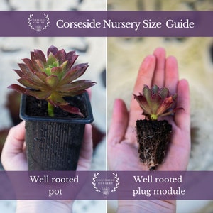 Red Lampranthus - Ice Plants - Drought Tolerant - Coastal Hardy ...