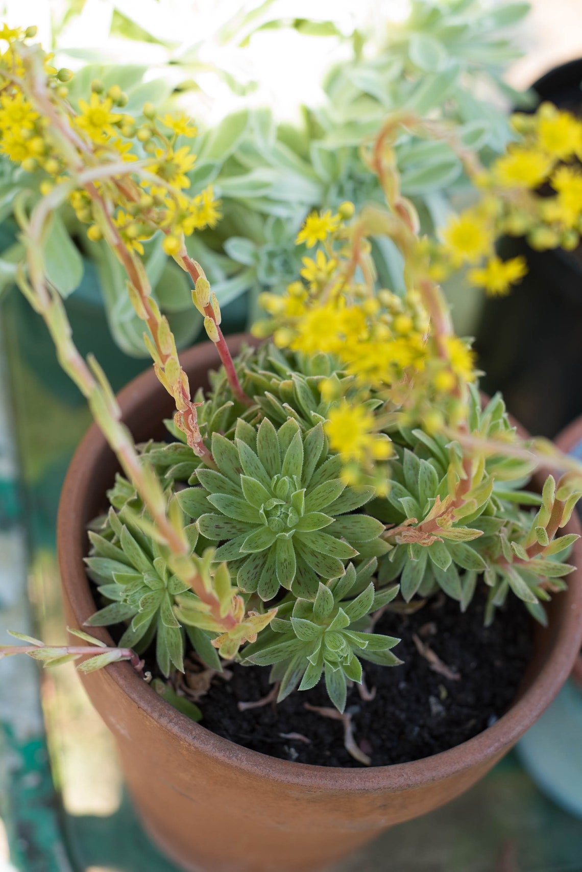 Aeonium Simsii LIVE PLANT Cultivé au Royaume-Uni Succulent l | Etsy