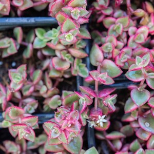 ROOTED PLANTS - Crassula Calico Kitten - Well Rooted UK Grown ...