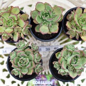 Aeonium Haworthii Succulent: Two-tone Pinwheel Plant (grown in UK ...
