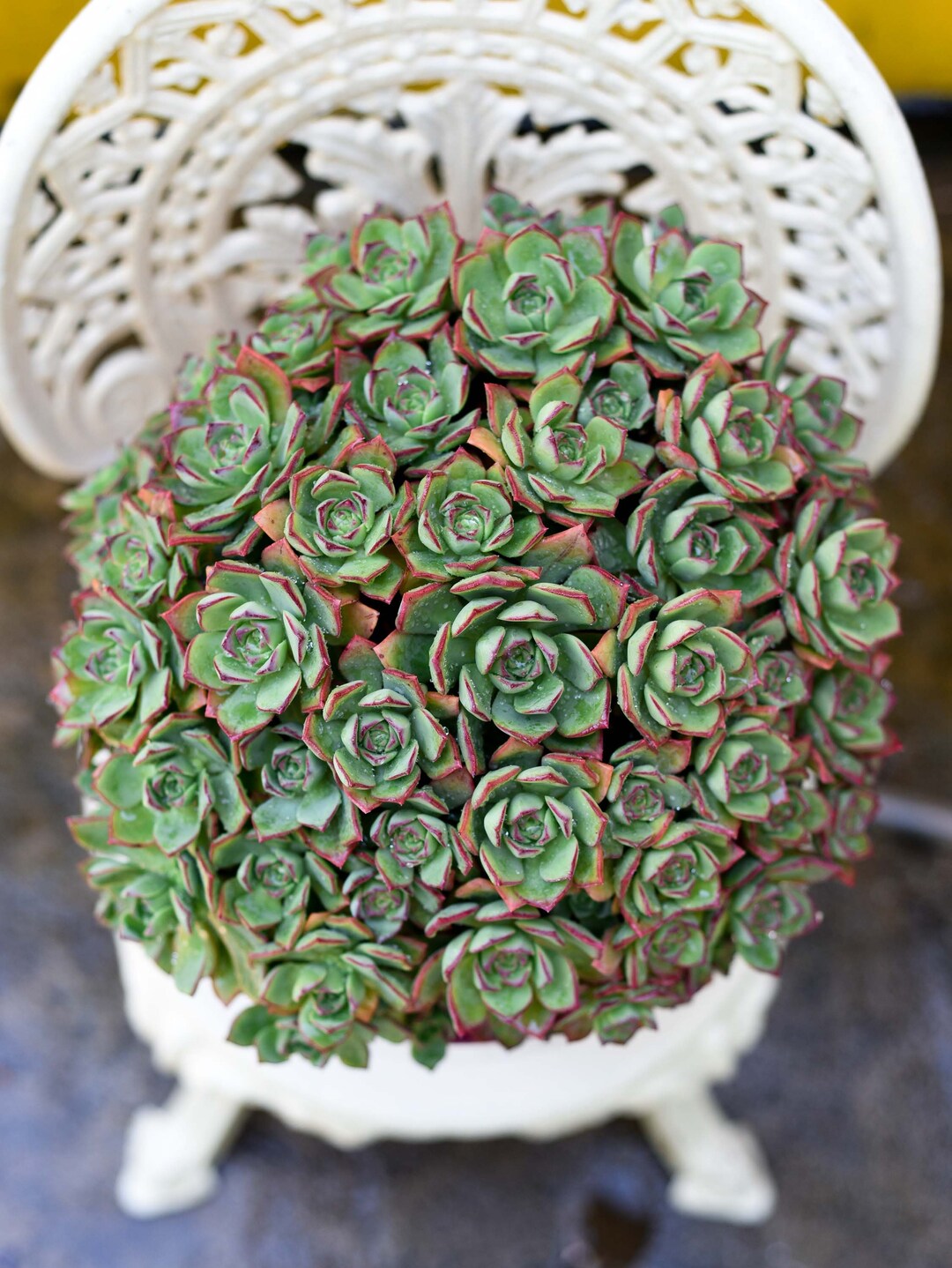 Aeonium Haworthii Succulent: Two-tone Pinwheel Plant (grown in UK ...