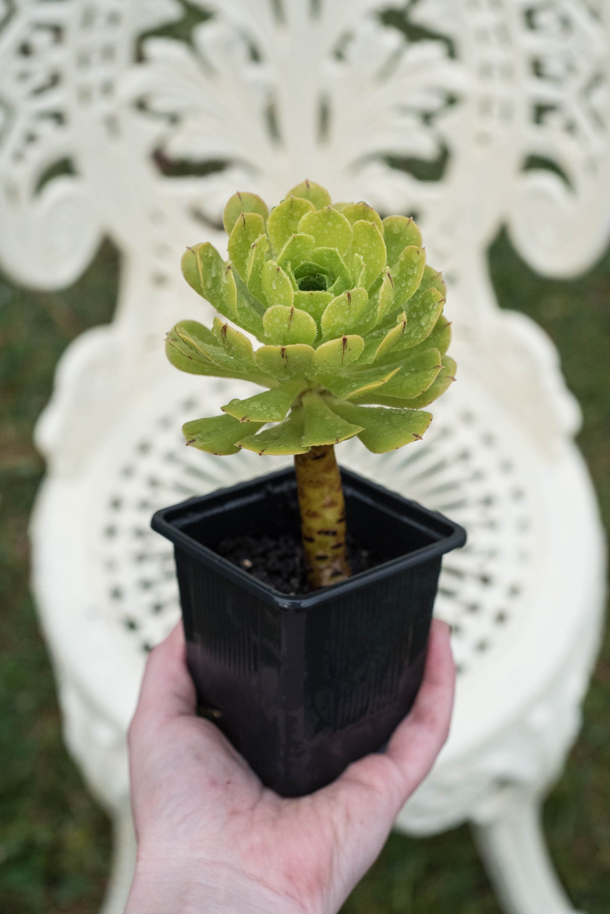 Aeonium Arboreum Hybrid Succulent Plant, Grown in UK - Etsy UK