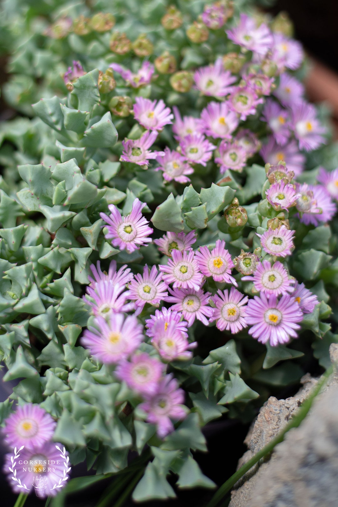 LIVE PLANTS Oscularia Deltoides (grown in the UK) L Outdoor Succulent L ...