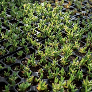 Red Lampranthus - Ice Plants - Drought Tolerant - Coastal Hardy ...