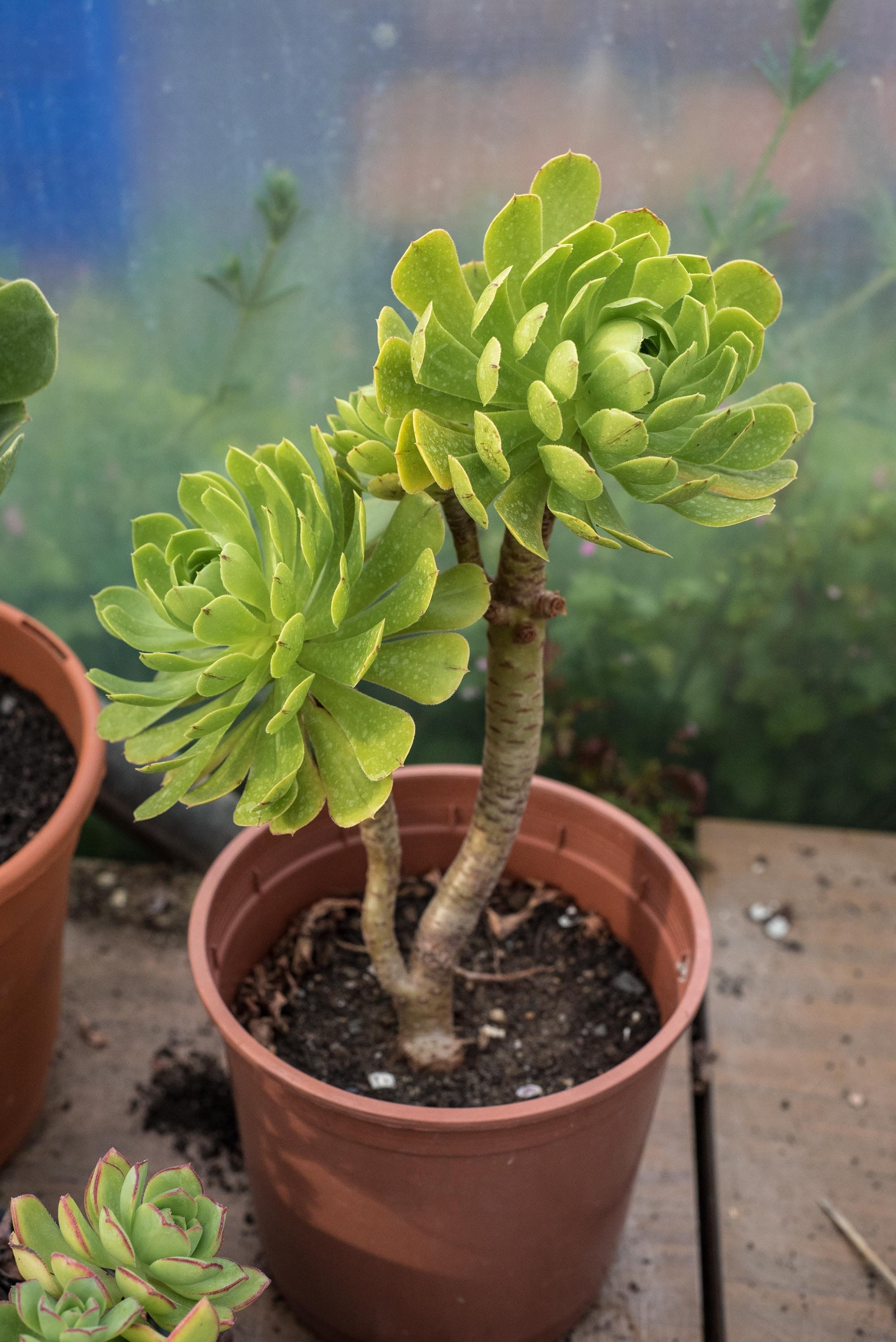 Aeonium Arboreum Hybrid Succulent Plant, Grown in UK - Etsy UK