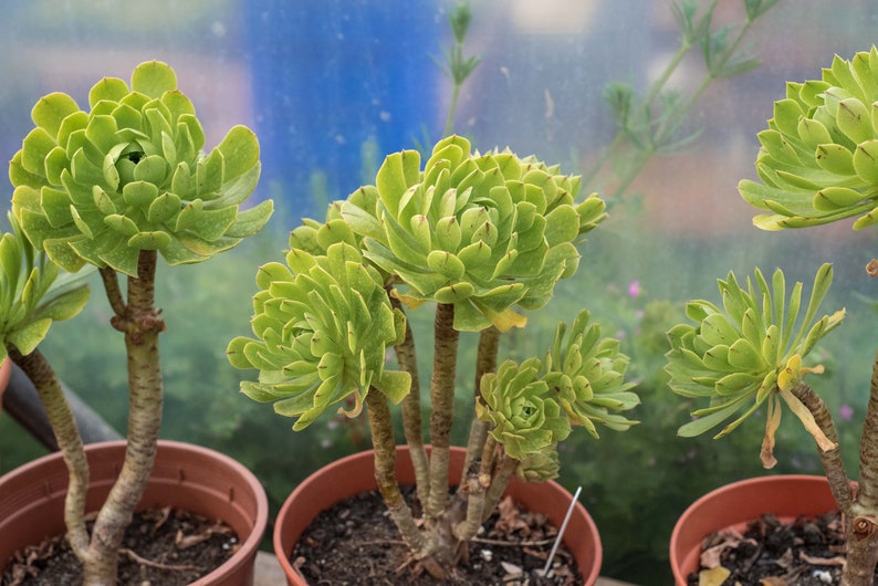 Aeonium Arboreum Hybrid Succulent Plant, Grown in UK - Etsy UK